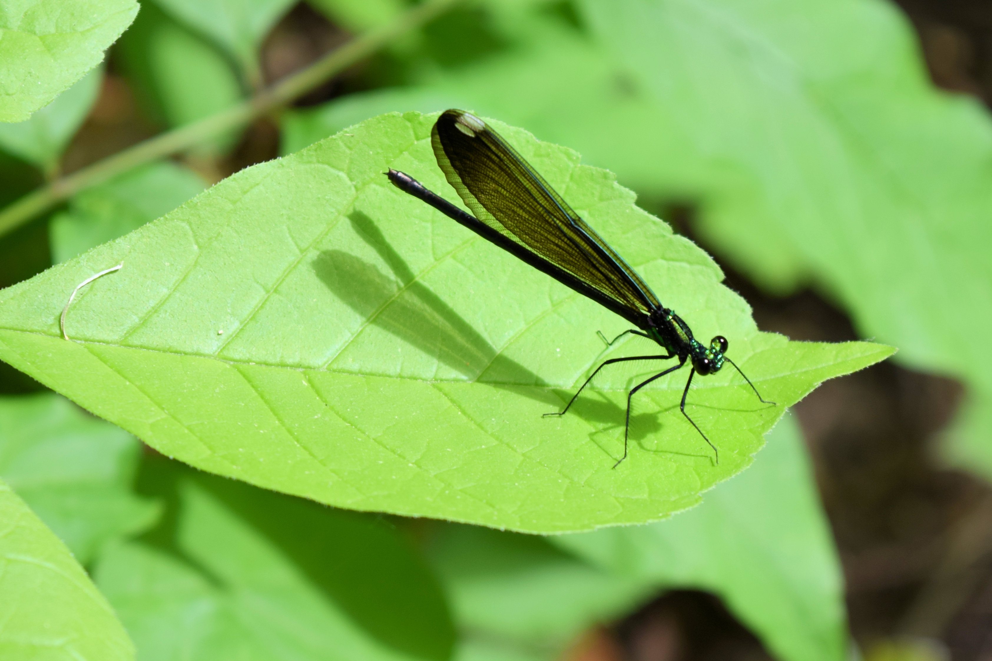 Photo Gallery - University of Akron Field Station